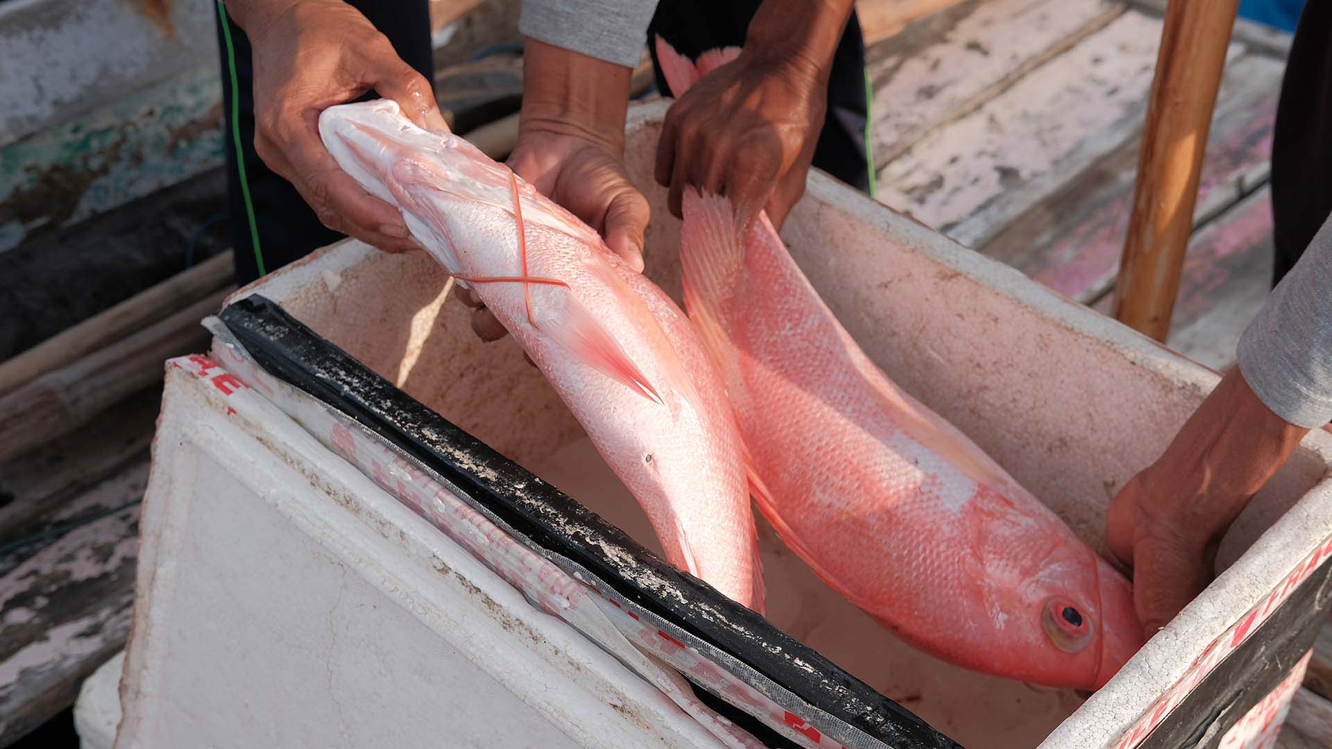 Using genetic markers to identify snapper stocks | Marine Stewardship ...