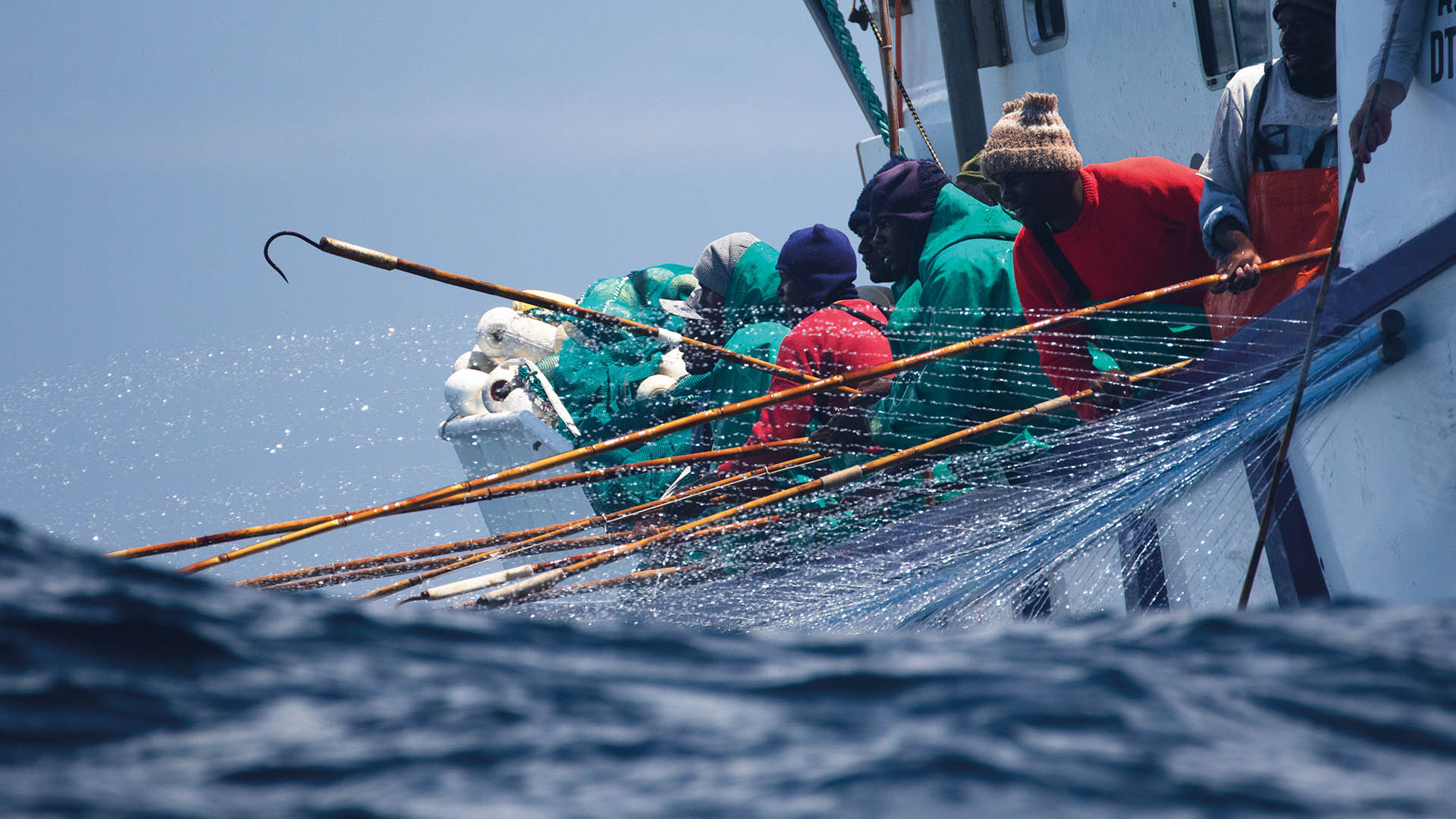 The MSC Improvement Program | Marine Stewardship Council