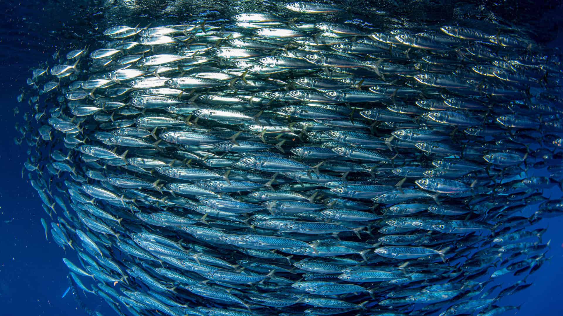 MSC responds to FAO report | Marine Stewardship Council