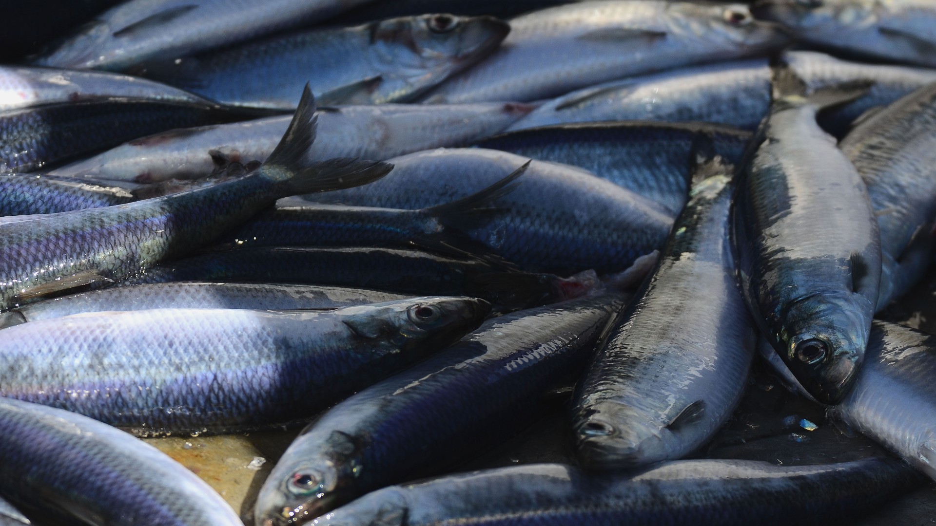 Safeguarding Small Pelagic Fish Webinar | Marine Stewardship Council