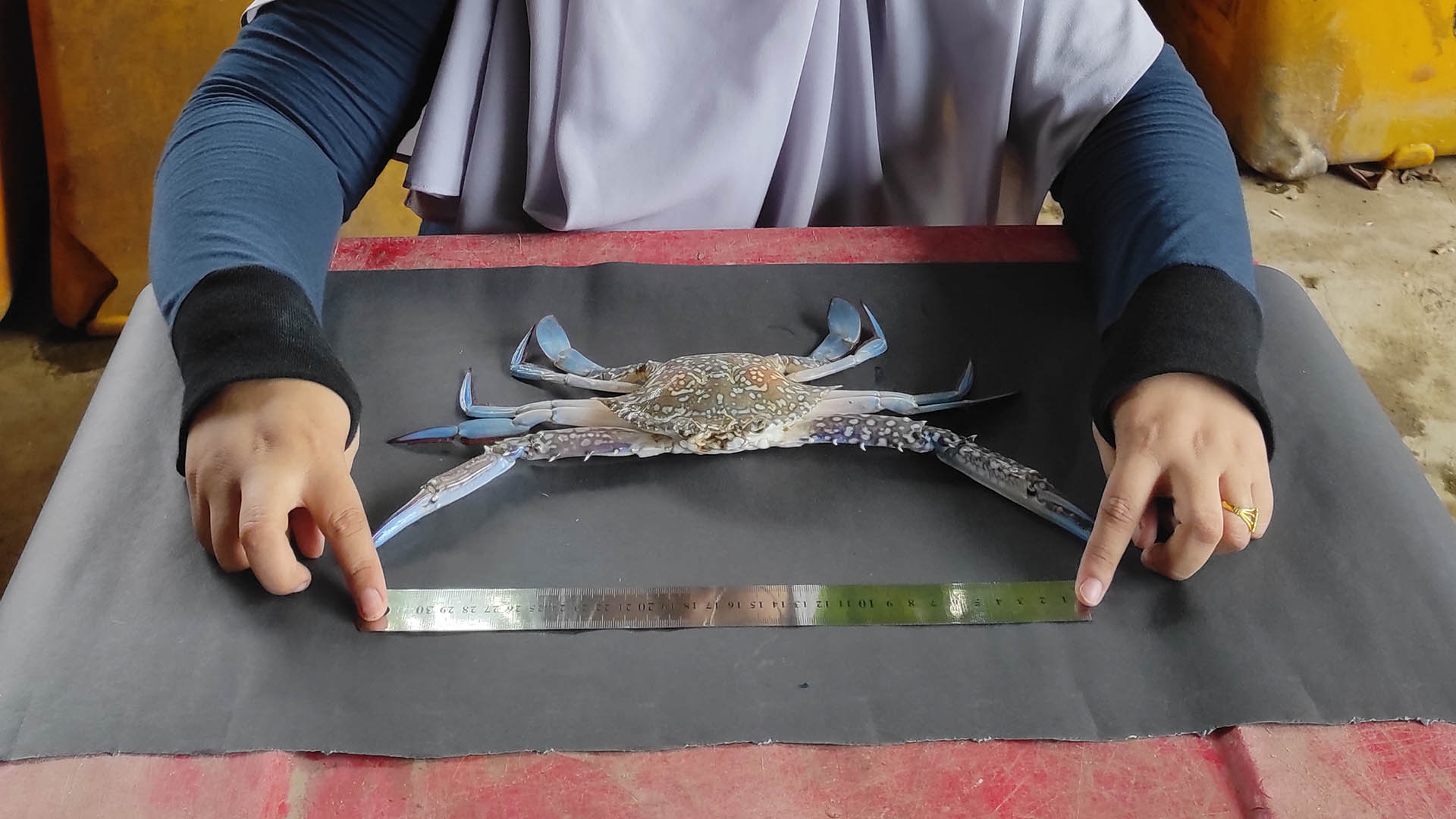 Using DNA to identify bycatch species | Marine Stewardship Council