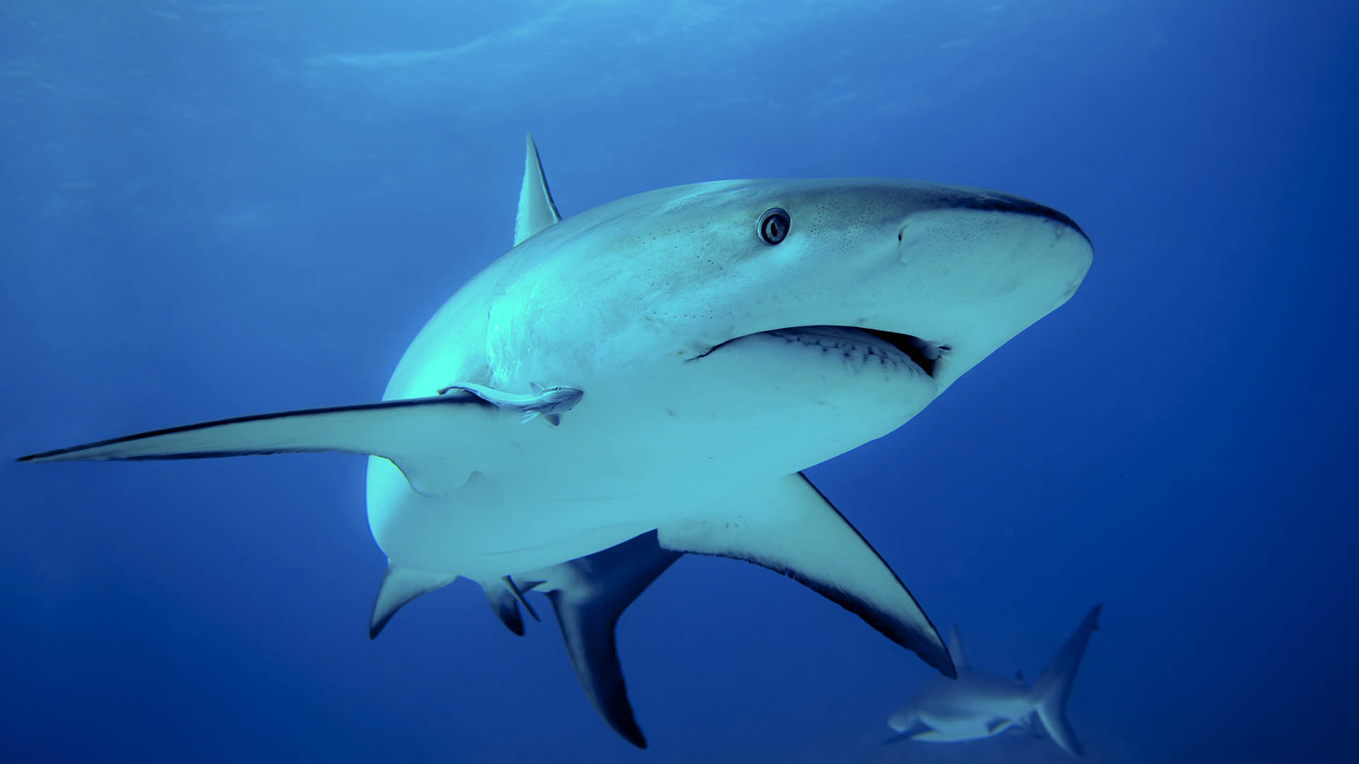 Why Sharks Matter with Dr David Shiffman | Marine Stewardship Council