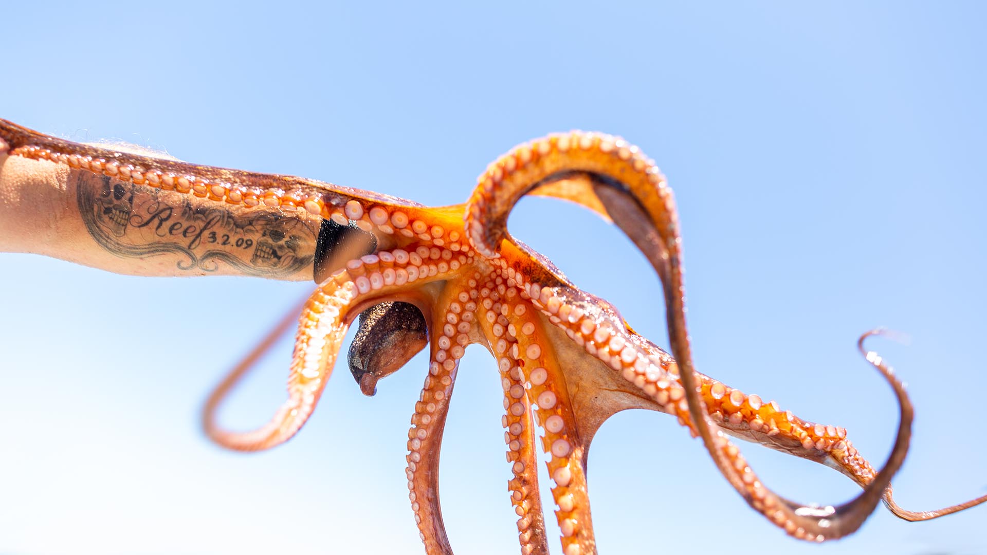 Octopus | Marine Stewardship Council