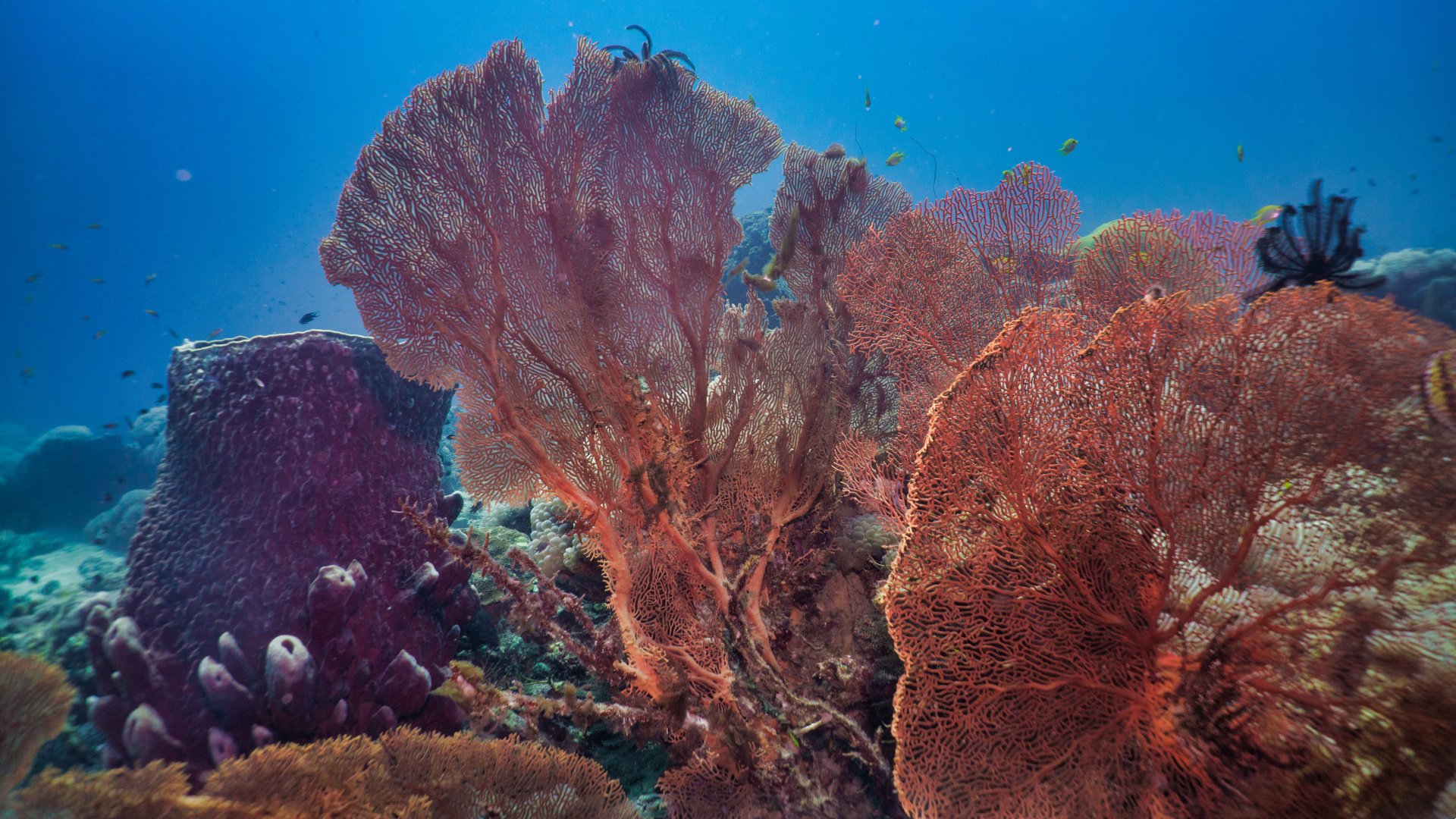 MSC Benthic Impacts Tool | Marine Stewardship Council