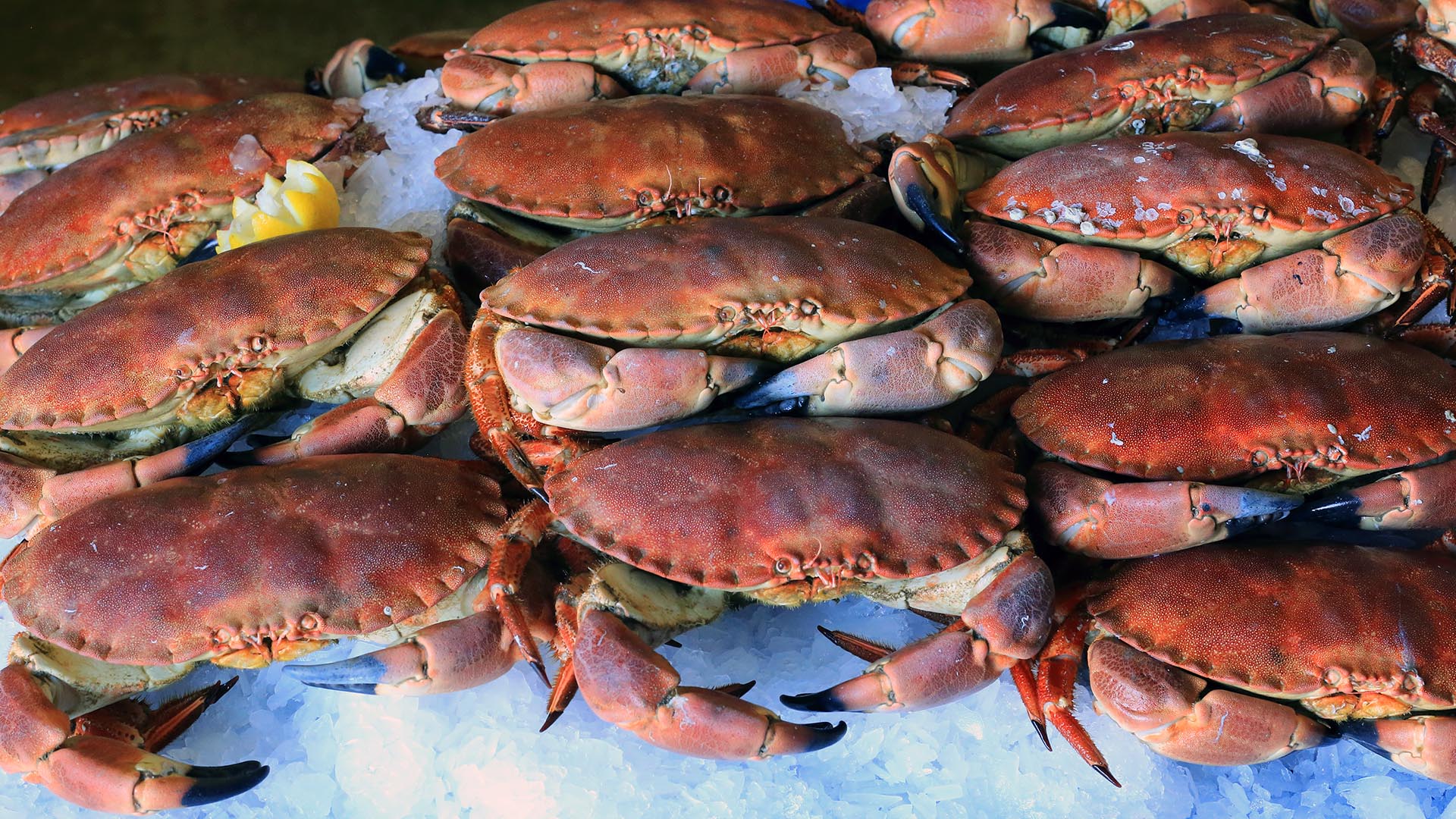 Foodies guide to crab | Marine Stewardship Council