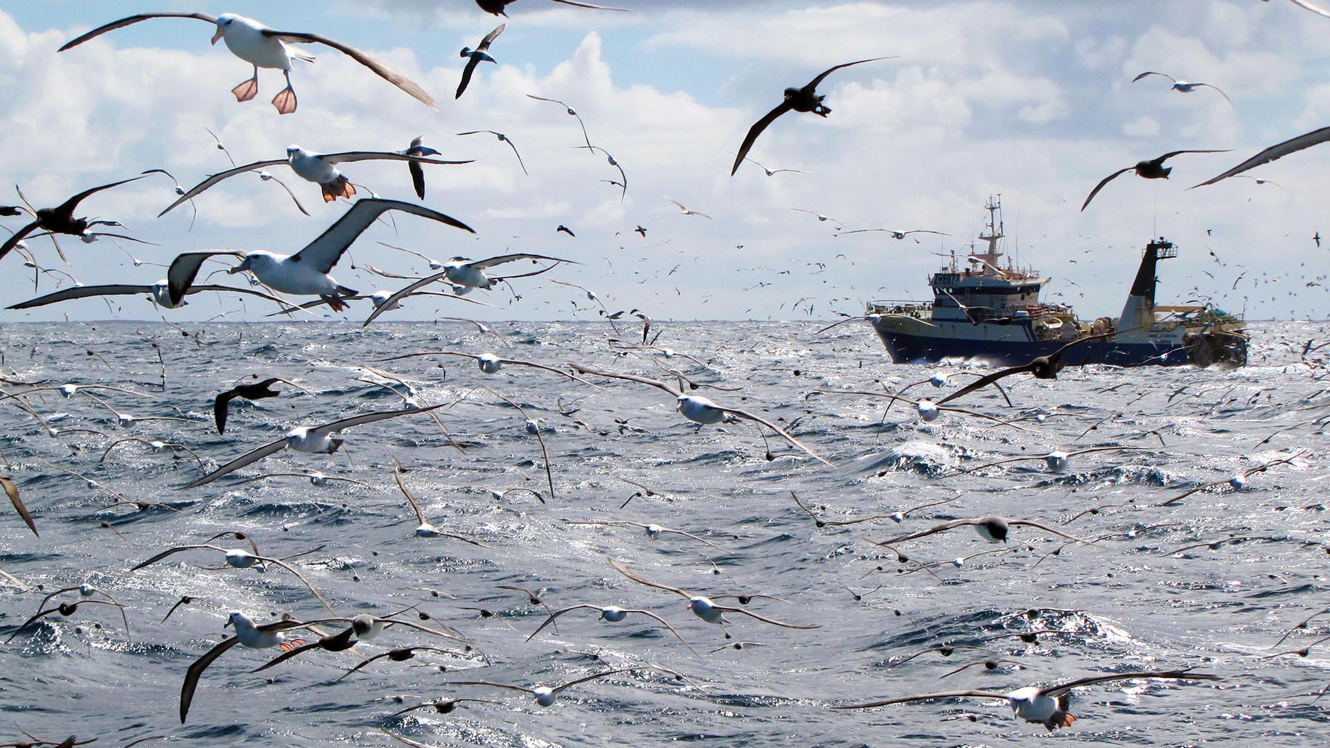 The MSC's collective impact | Marine Stewardship Council