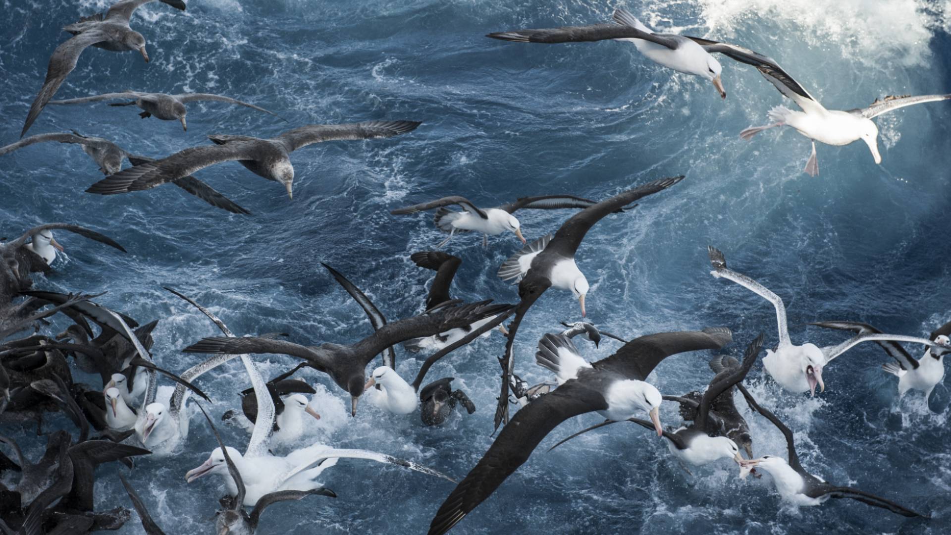 News | Marine Stewardship Council