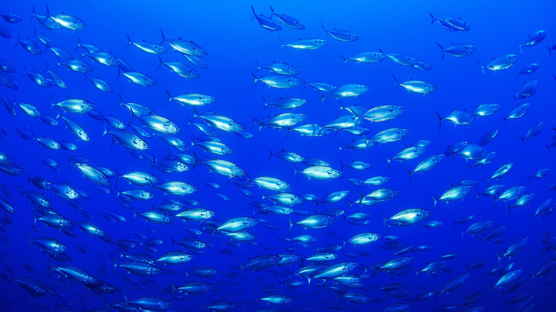 Sustainable Tuna | Marine Stewardship Council