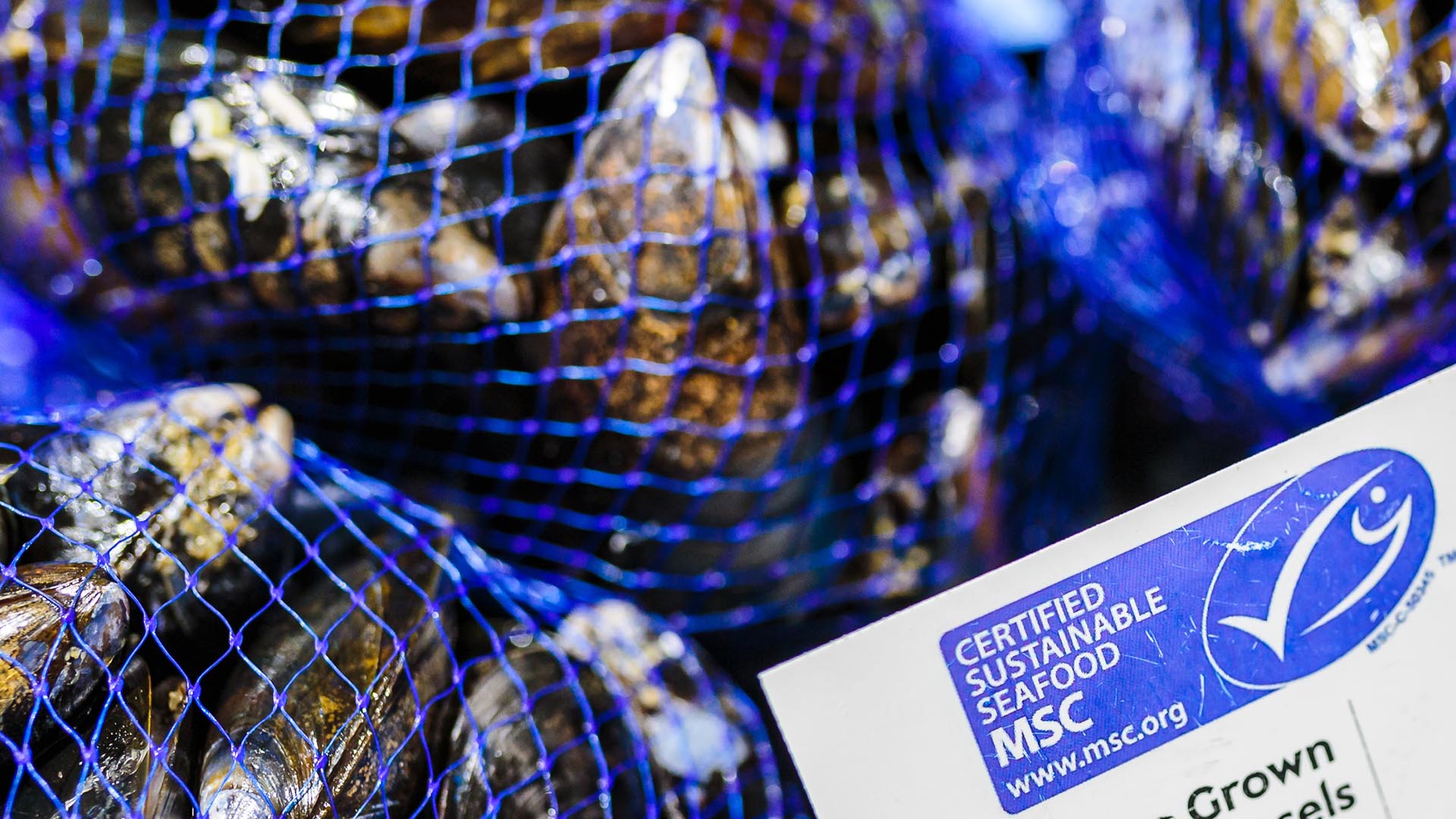 Chain of Custody Standard Review | Marine Stewardship Council