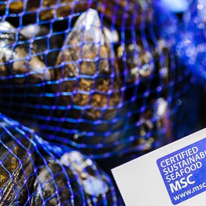 O Padrão da Cadeira de Custódia do MSC | Marine Stewardship Council
