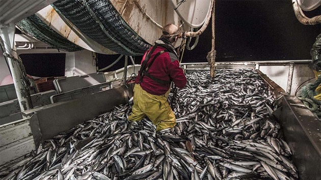 Atlanto-Scandian herring stock driven to critical levels as catches ...