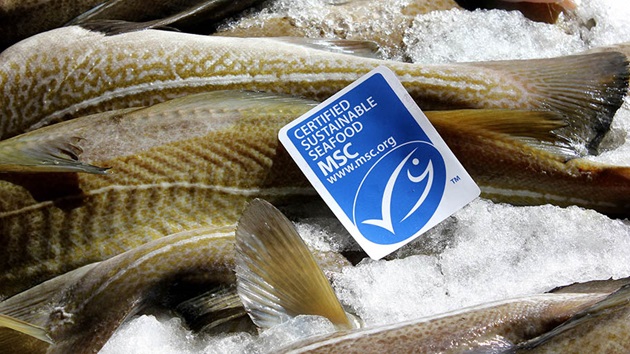 Sustainable Fishing | MSC | Marine Stewardship Council