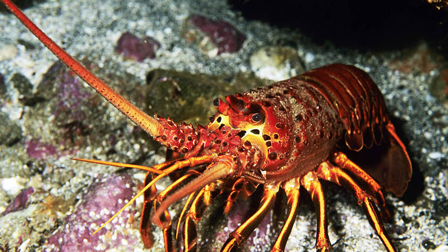 Improving Fishery Knowledge: Nicaraguan Spiny Lobster Project | Marine ...