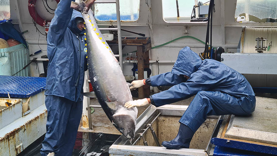 Common Oceans Program Tuna Project | Marine Stewardship Council