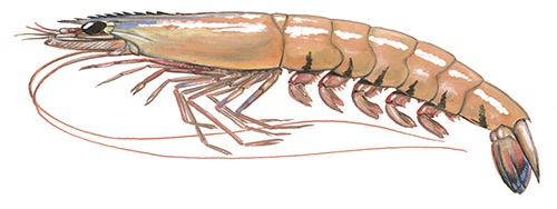 Wild prawn cocktail with a twist | Marine Stewardship Council
