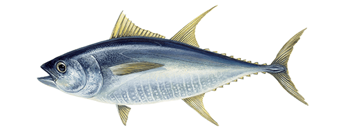 Tuna melt | Marine Stewardship Council