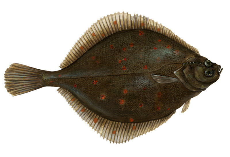 Scholle | Fisch-ABC | Marine Stewardship Council