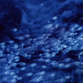 5 ways sustainable fishing gives us more | Marine Stewardship Council