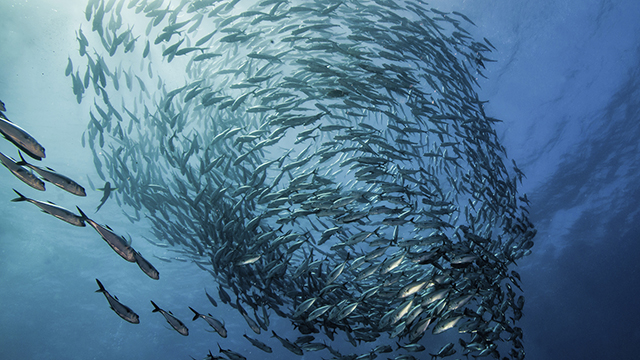 Hollandse Haring | Marine Stewardship Council