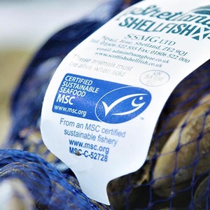 What is sustainable fishing | Marine Stewardship Council