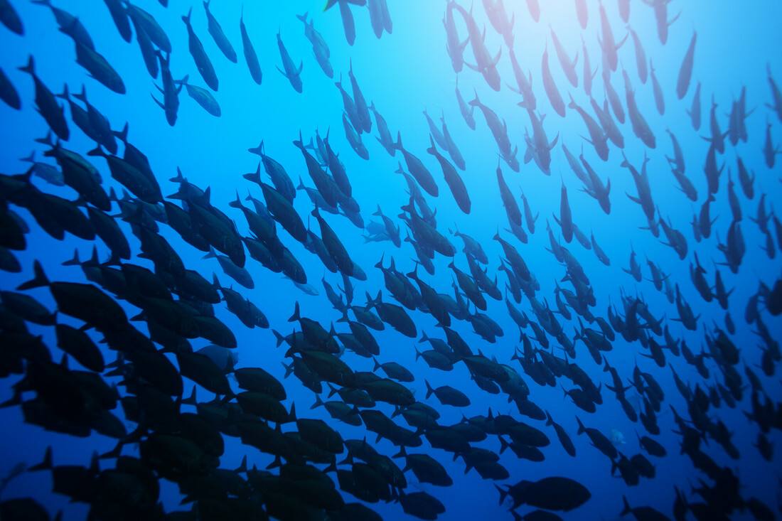 Agreement on the High Seas Treaty is a significant step forwards | Marine Stewardship Council