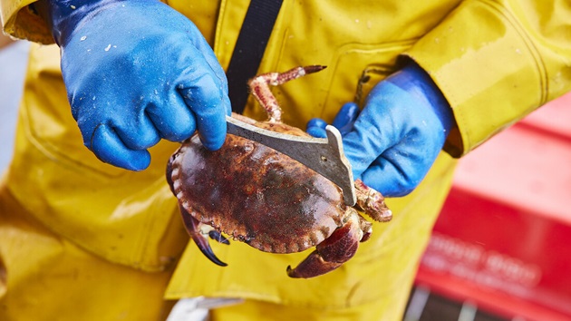 MSC launches new global standard for sustainable fishing | Marine ...