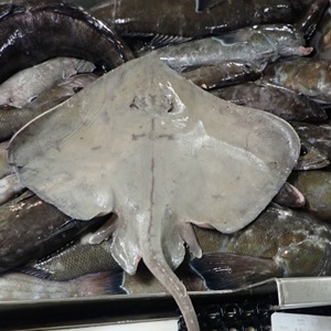 Managing skate bycatch in the Australian Toothfish fishery 2023 ...
