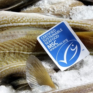 Fisheries - Become MSC certified | Marine Stewardship Council