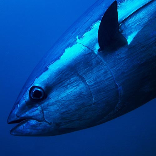 Tuna | Marine Stewardship Council