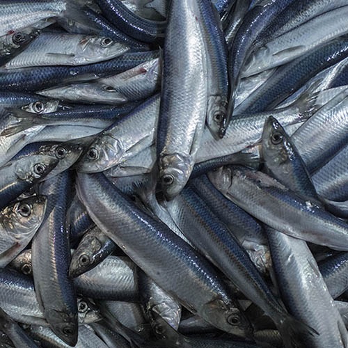 Small pelagic fish | Marine Stewardship Council