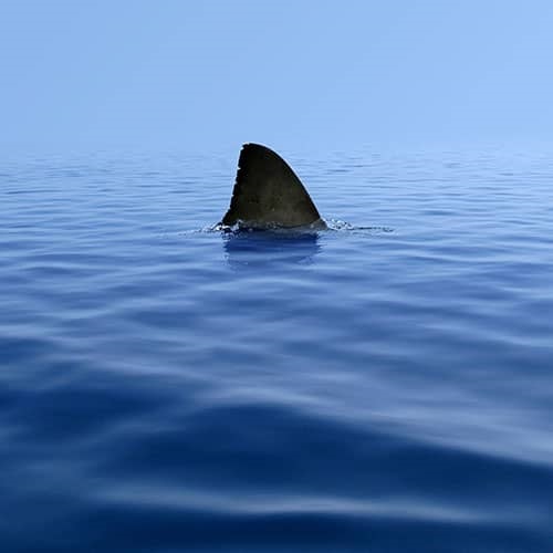 Sharks and sustainable fishing | Marine Stewardship Council