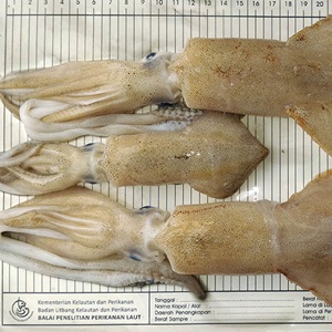 Improving management of squid in North Sumatra 2023 | Marine ...