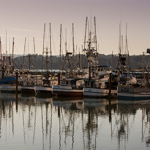 The MSC Fisheries Standard | Marine Stewardship Council