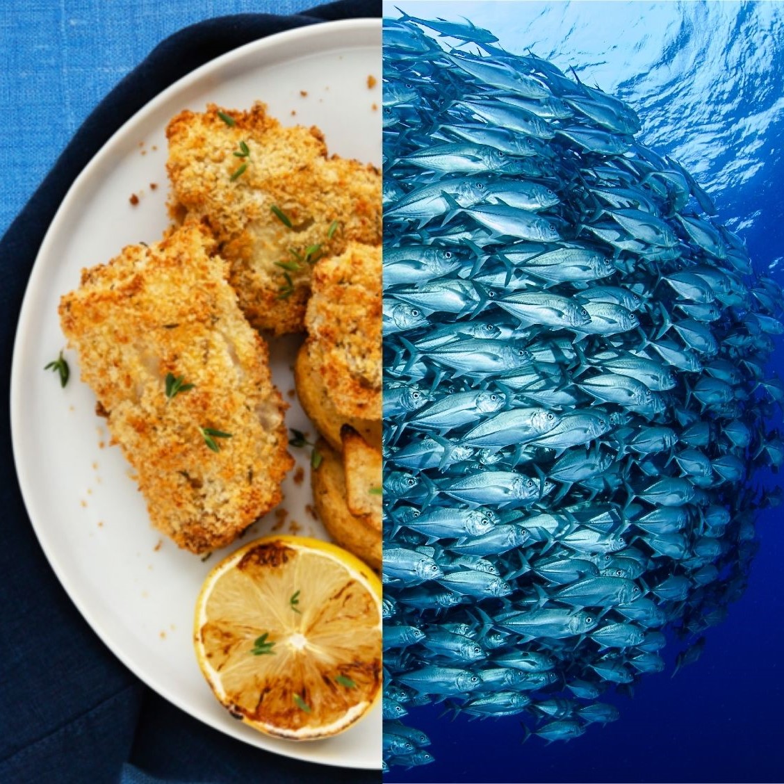 Are You Buying Healthy and Sustainable Cod? | Marine Stewardship Council