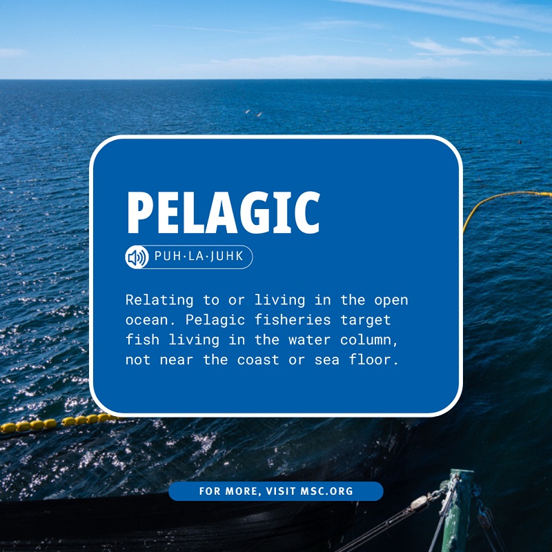 Pelagic Definition | Marine Stewardship Council