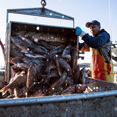 Home | Marine Stewardship Council