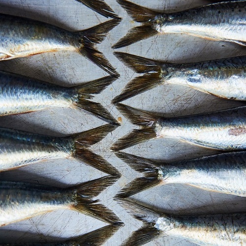 Chain of Custody Standard Review | Marine Stewardship Council