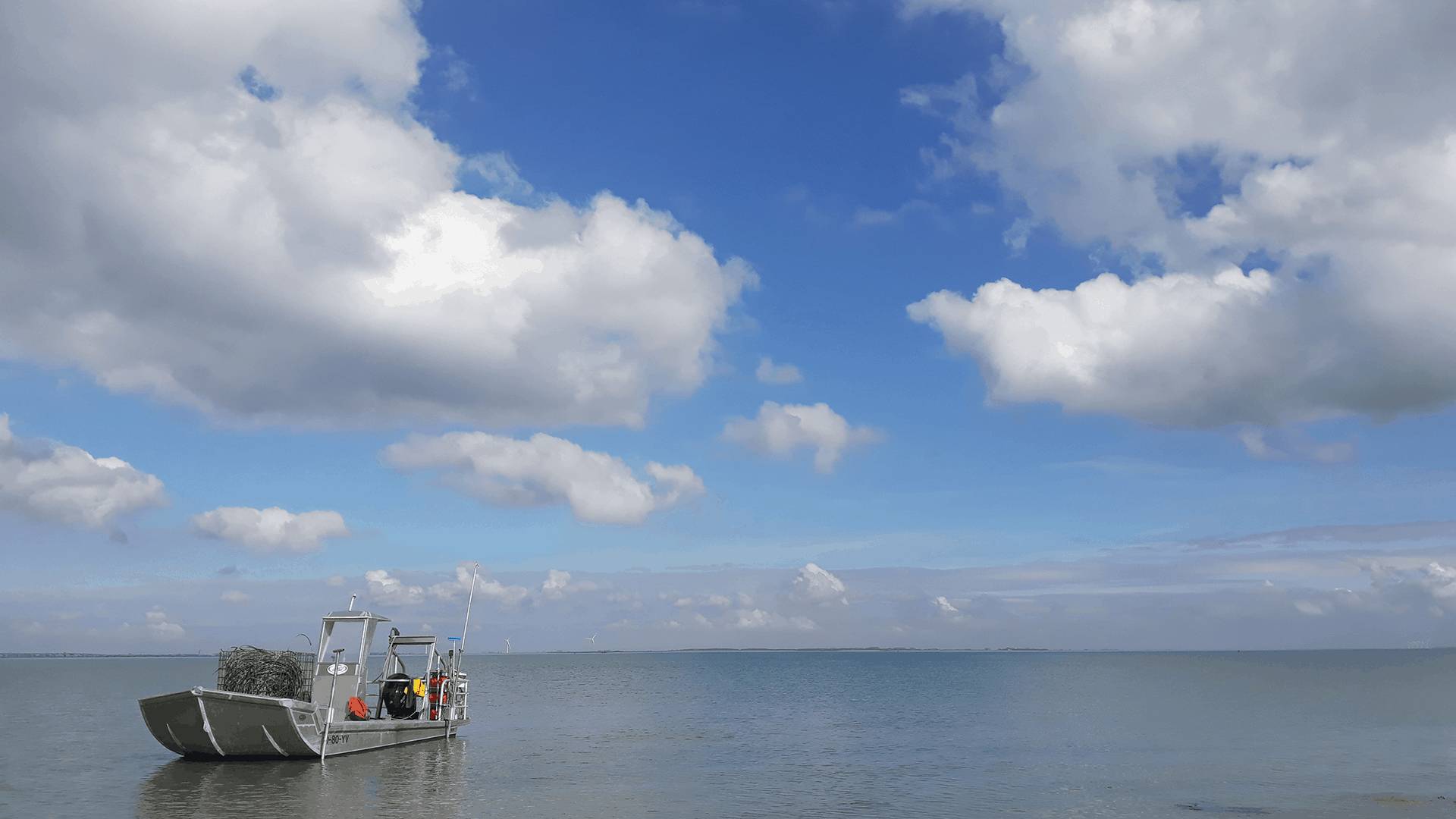 Ansjovis | Marine Stewardship Council