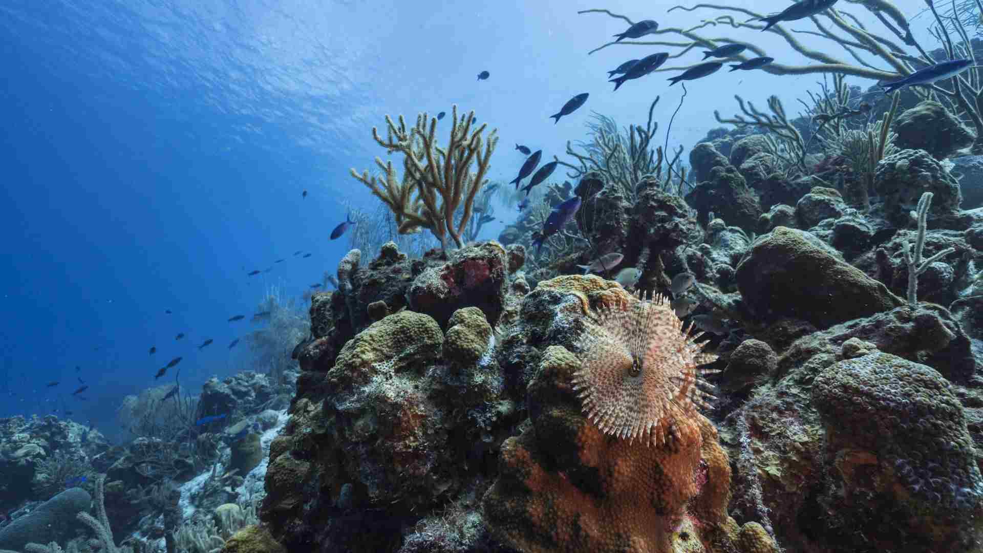 Onze Missie om een Markt te creëren voor Duurzame Visserij | Marine ...