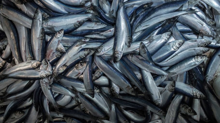 Overheden staan al jarenlang overbevissing toe op makreel, haring en ...