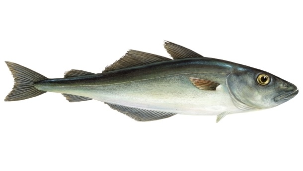 Populaire Vissoorten in Nederland | MSC Keurkmerk | Marine Stewardship ...