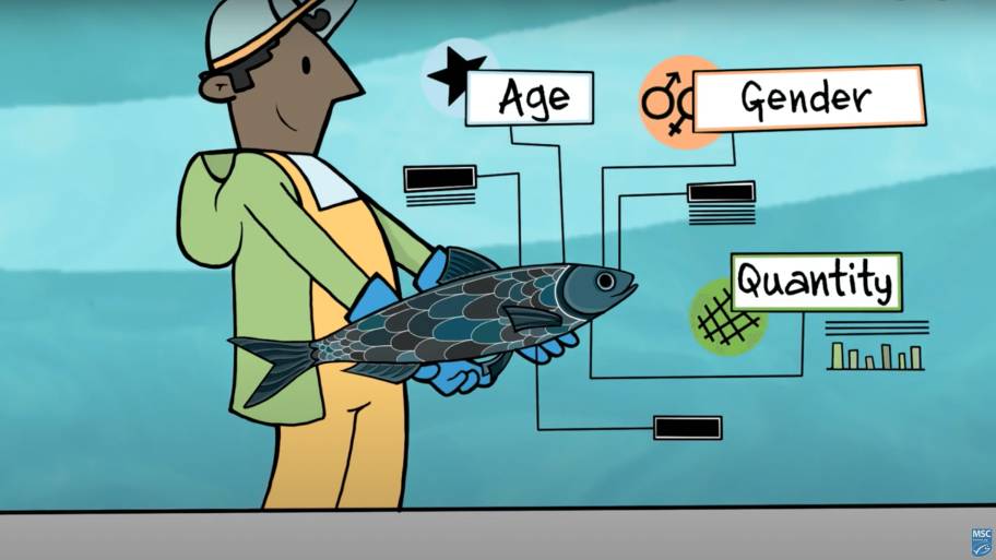 Topic 3- Science and the Sustainable Catch | Marine Stewardship Council