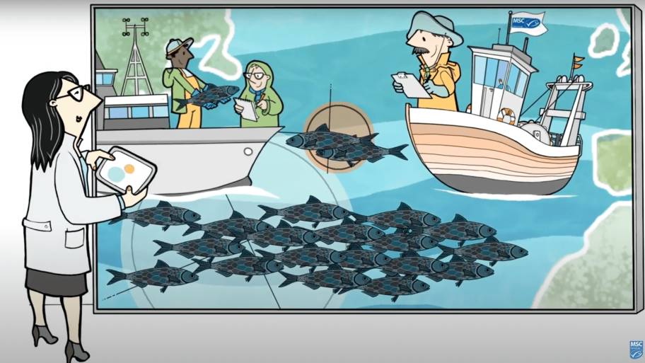 Topic 3- Science and the Sustainable Catch | Marine Stewardship Council