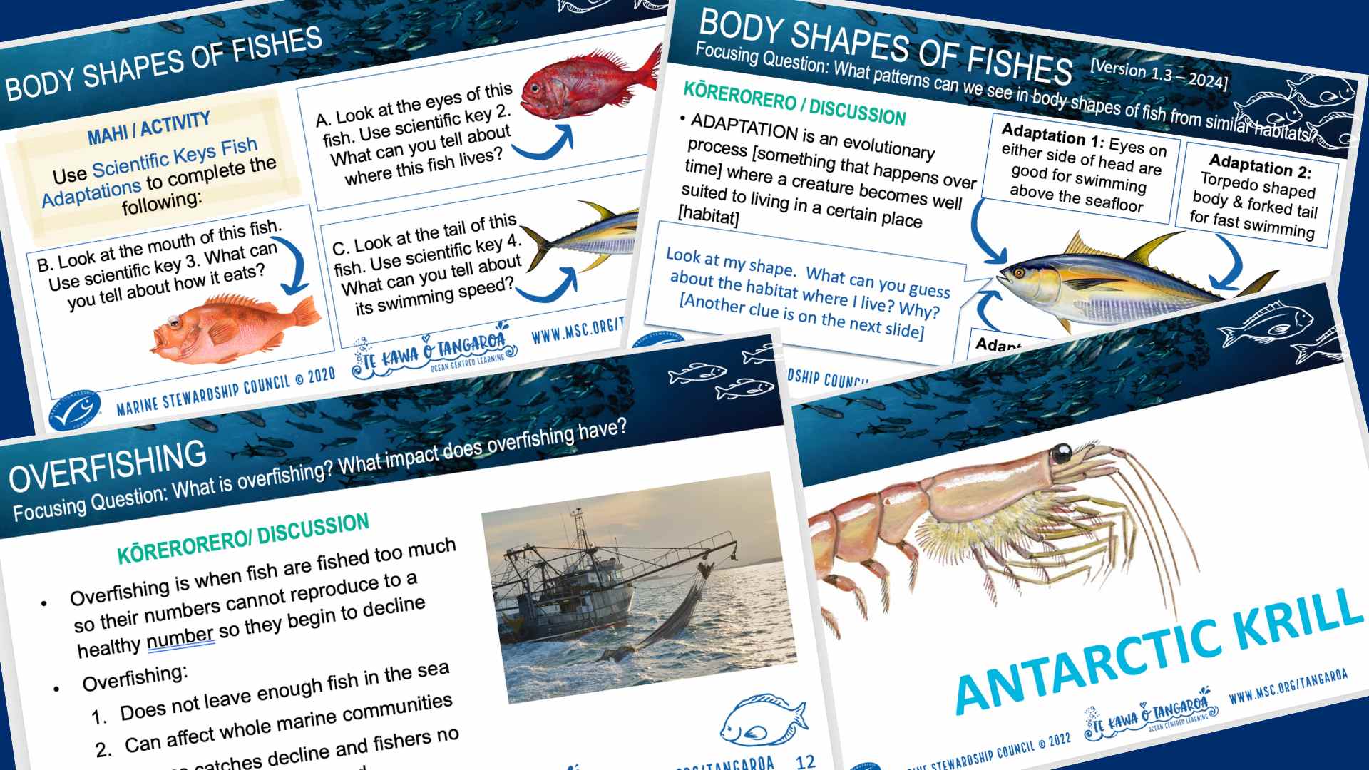 PowerPoint Slides for Teachers | Marine Stewardship Council