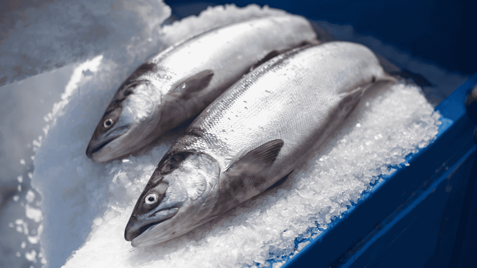 Łosoś | Marine Stewardship Council