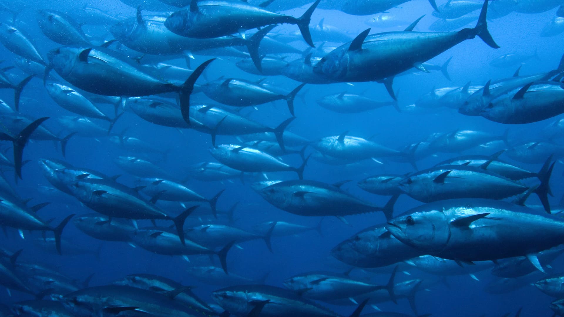 Tuńczyk | Marine Stewardship Council