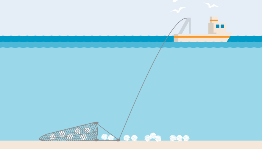 Bottom grown mussels - NI & ROI | Marine Stewardship Council