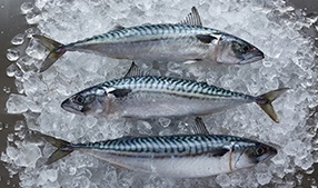 Small pelagic fish | Marine Stewardship Council