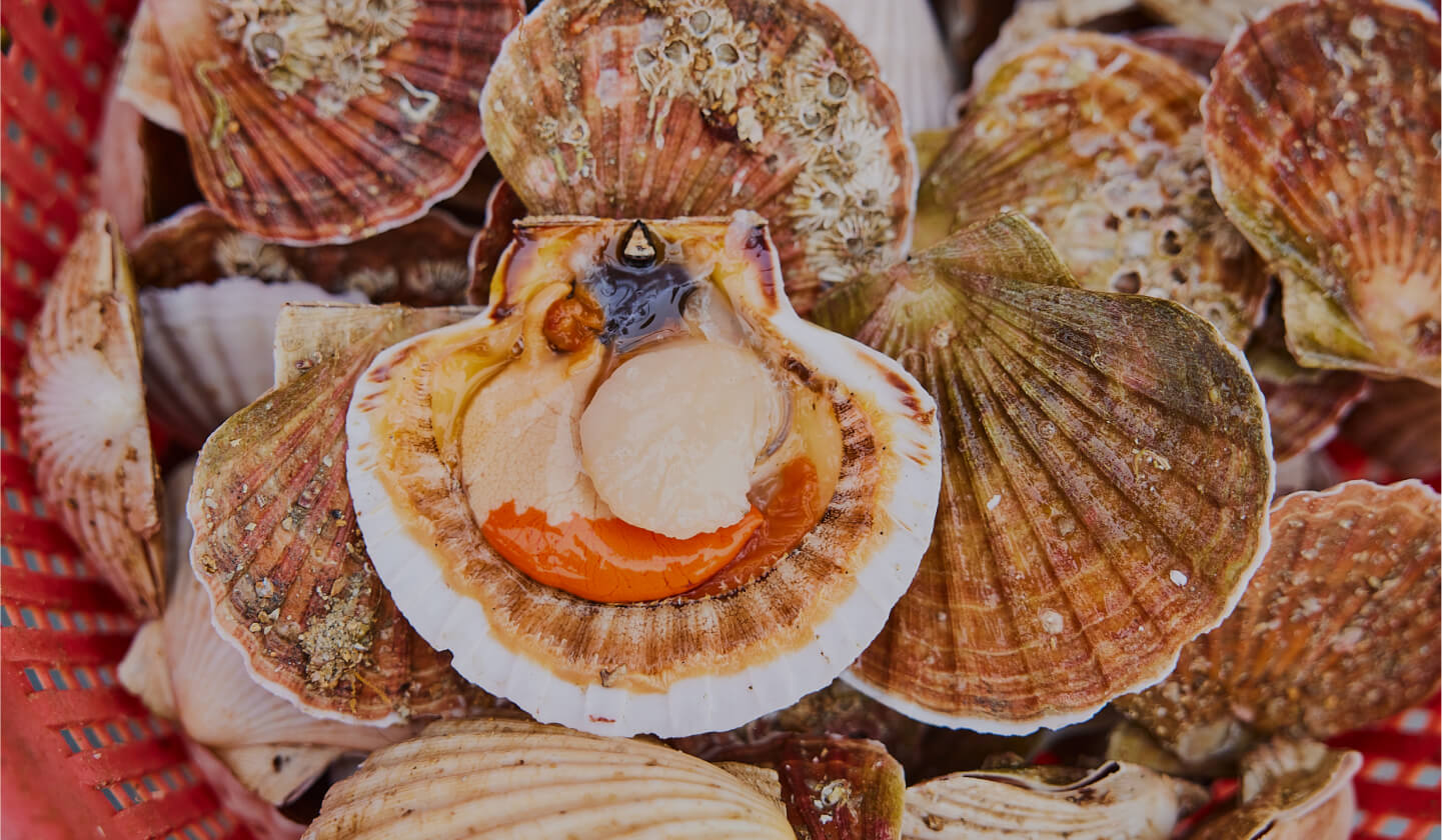 Scallop skills | Marine Stewardship Council
