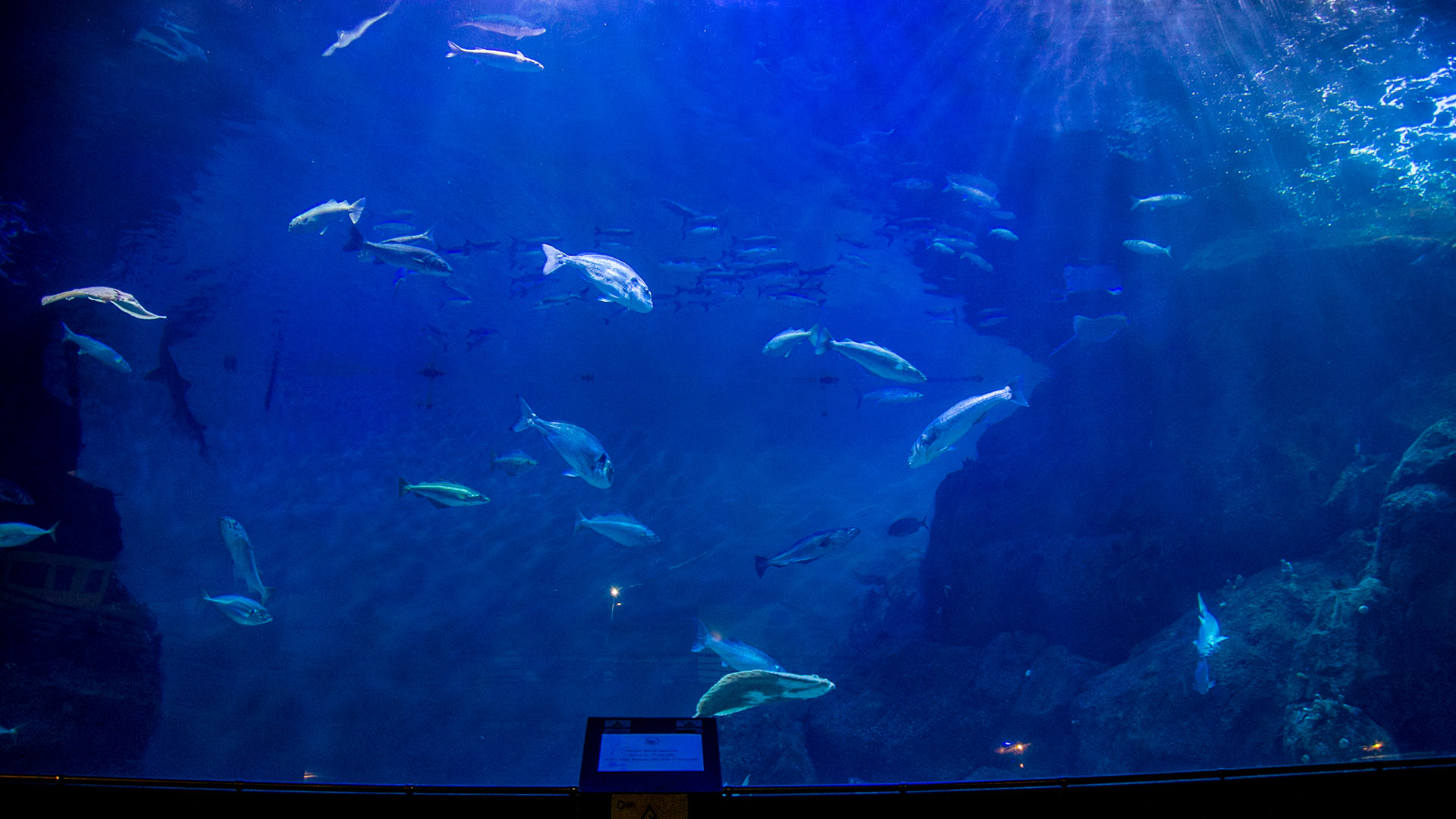 MSC UK Awards | Marine Stewardship Council | Marine Stewardship Council